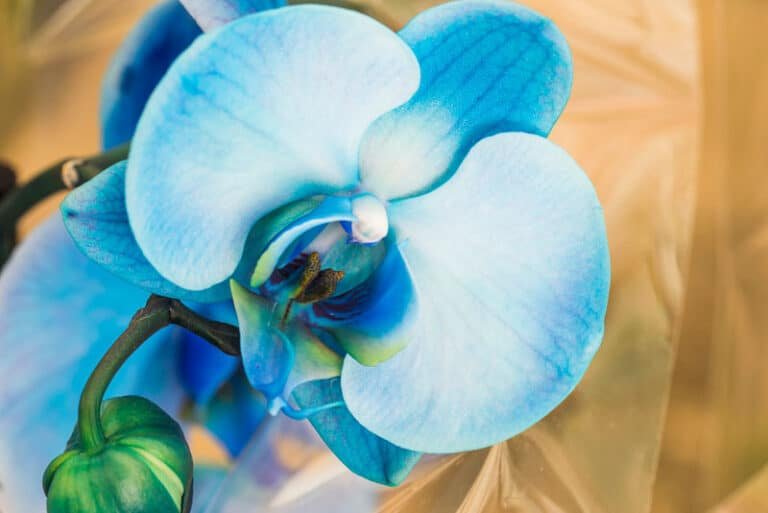 Orquídea azul: Como Cultivar e Decorar com esta Planta Encantadora ...