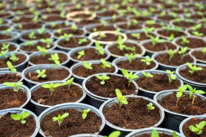 Plantio de mudas: Um guia completo para um crescimento saudável - Tudo ...