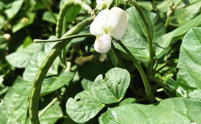 Como plantar vagem: passo a passo e dicas certeiras de cultivo