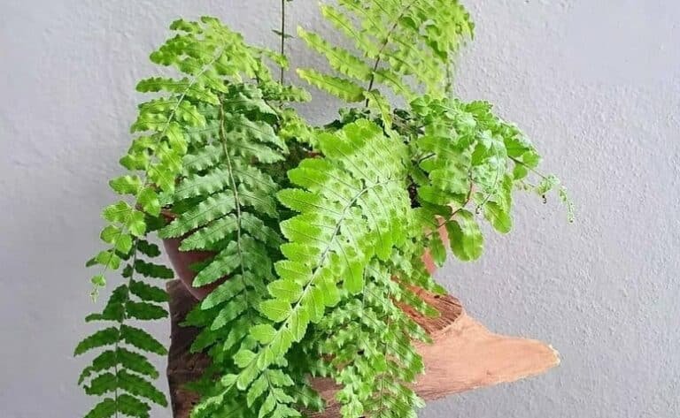 Samambaia-de-metro: dicas para cultivar e usá-la na decoração
