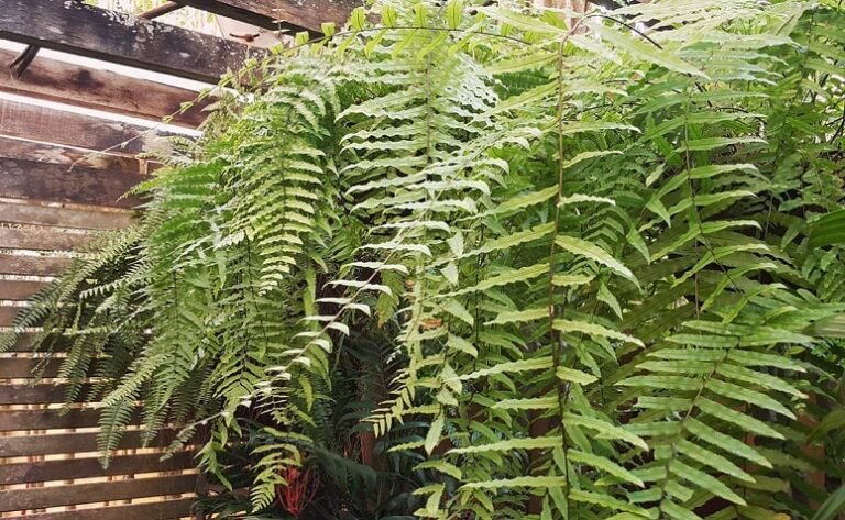 Samambaia-de-metro: dicas para cultivar e usá-la na decoração