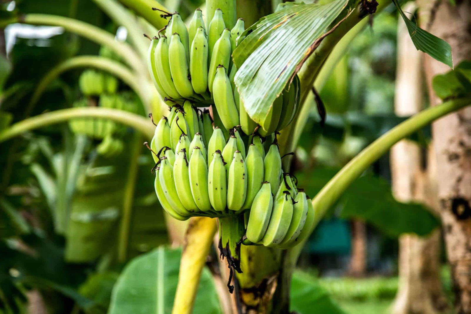 Plantar Banana: guia completo com dicas essenciais - Tudo Sobre Jardim