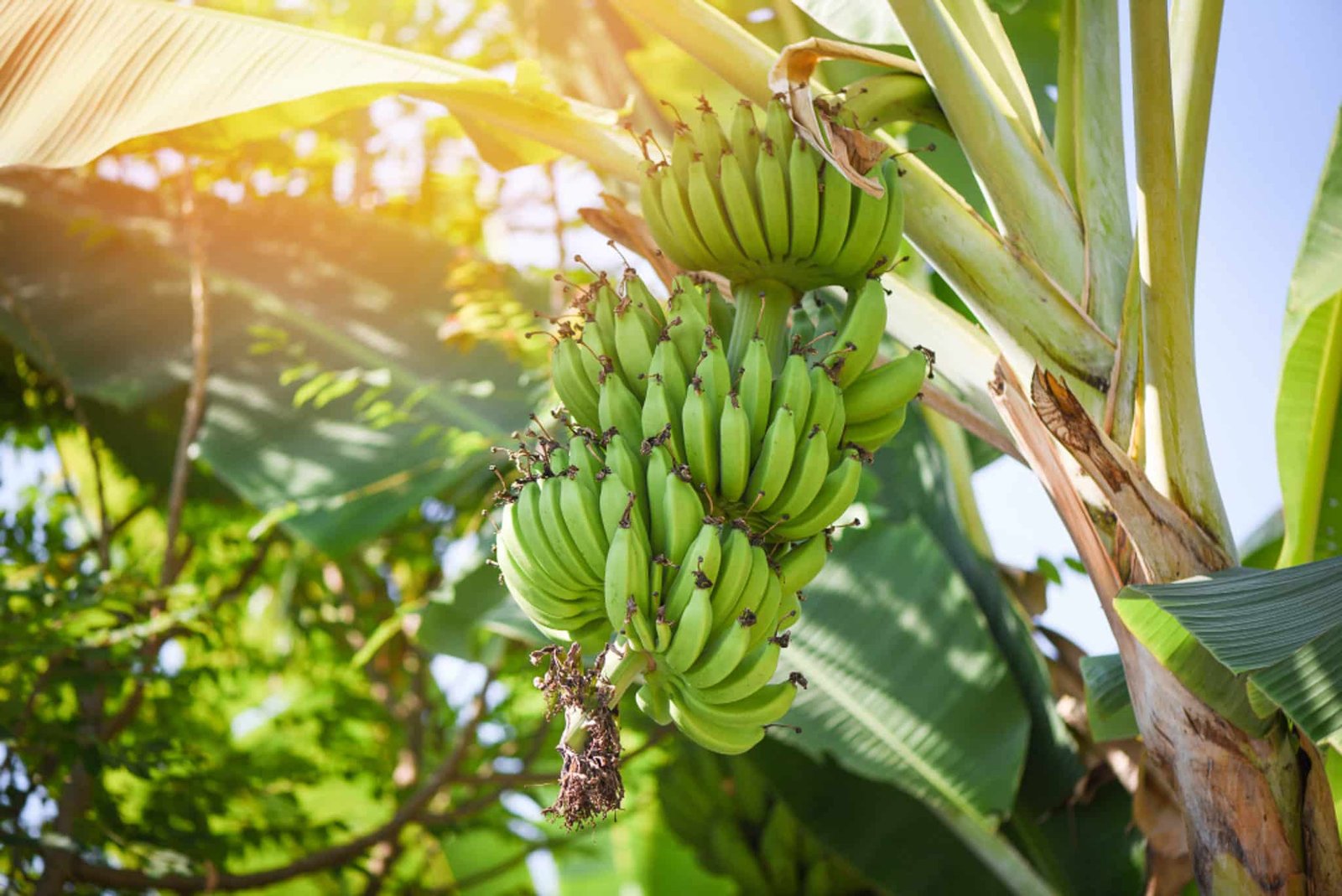 Plantar Banana: guia completo com dicas essenciais - Tudo Sobre Jardim