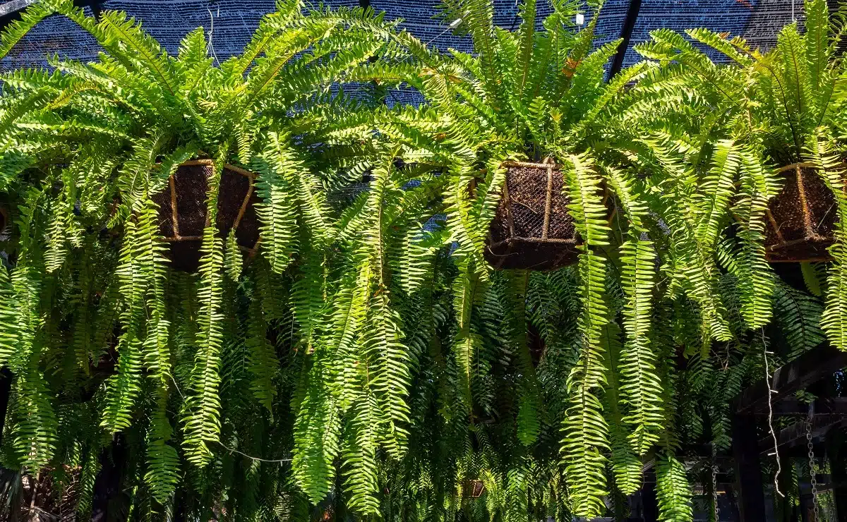 Samambaia: como cuidar + principais tipos da planta