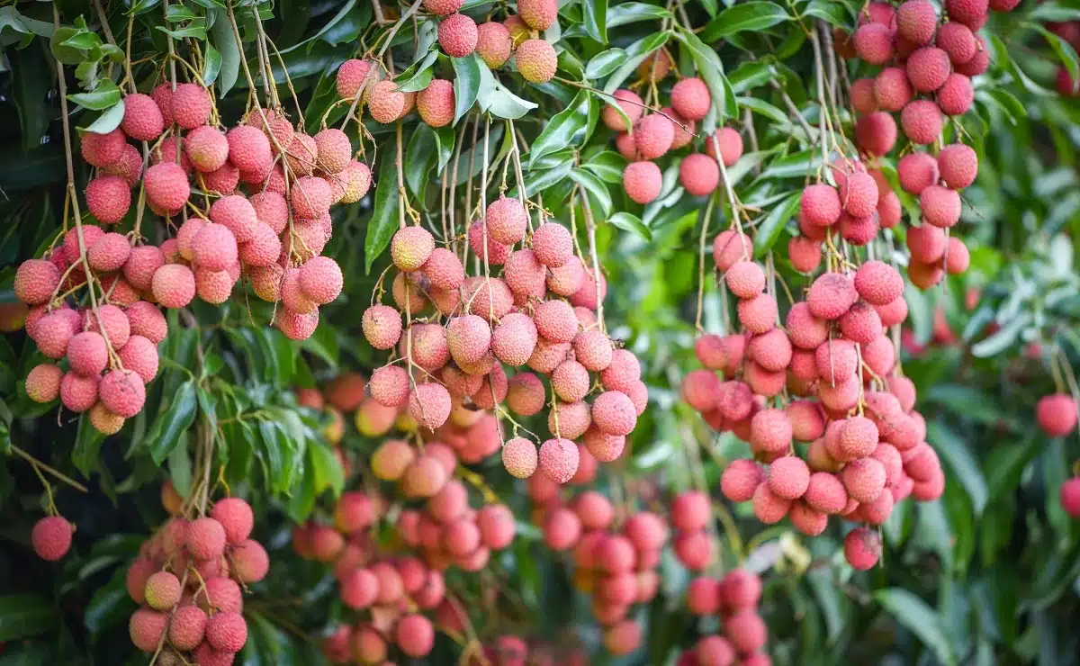 Como plantar lichia: passo a passo + dicas para cultivar